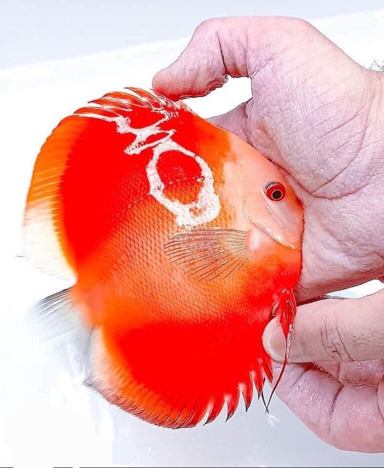 Royal Red Ruby 3.5″ – 4″ – Discus Hans USA