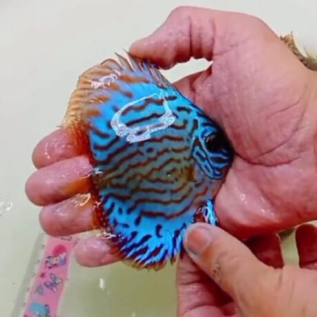 Blue Turquoise – Discus Hans USA