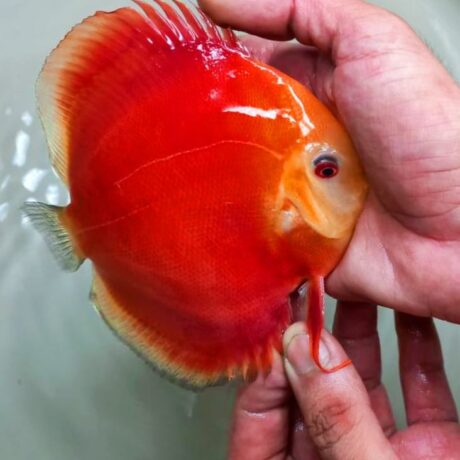 Discus Hans USA – World Class Discus Fish