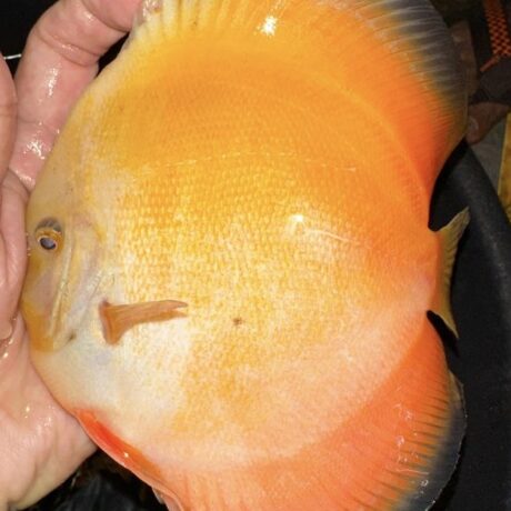 Discus Hans USA – World Class Discus Fish