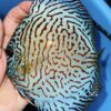 Discus Hans USA – World Class Discus Fish
