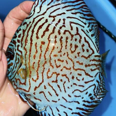 Discus Hans USA – World Class Discus Fish